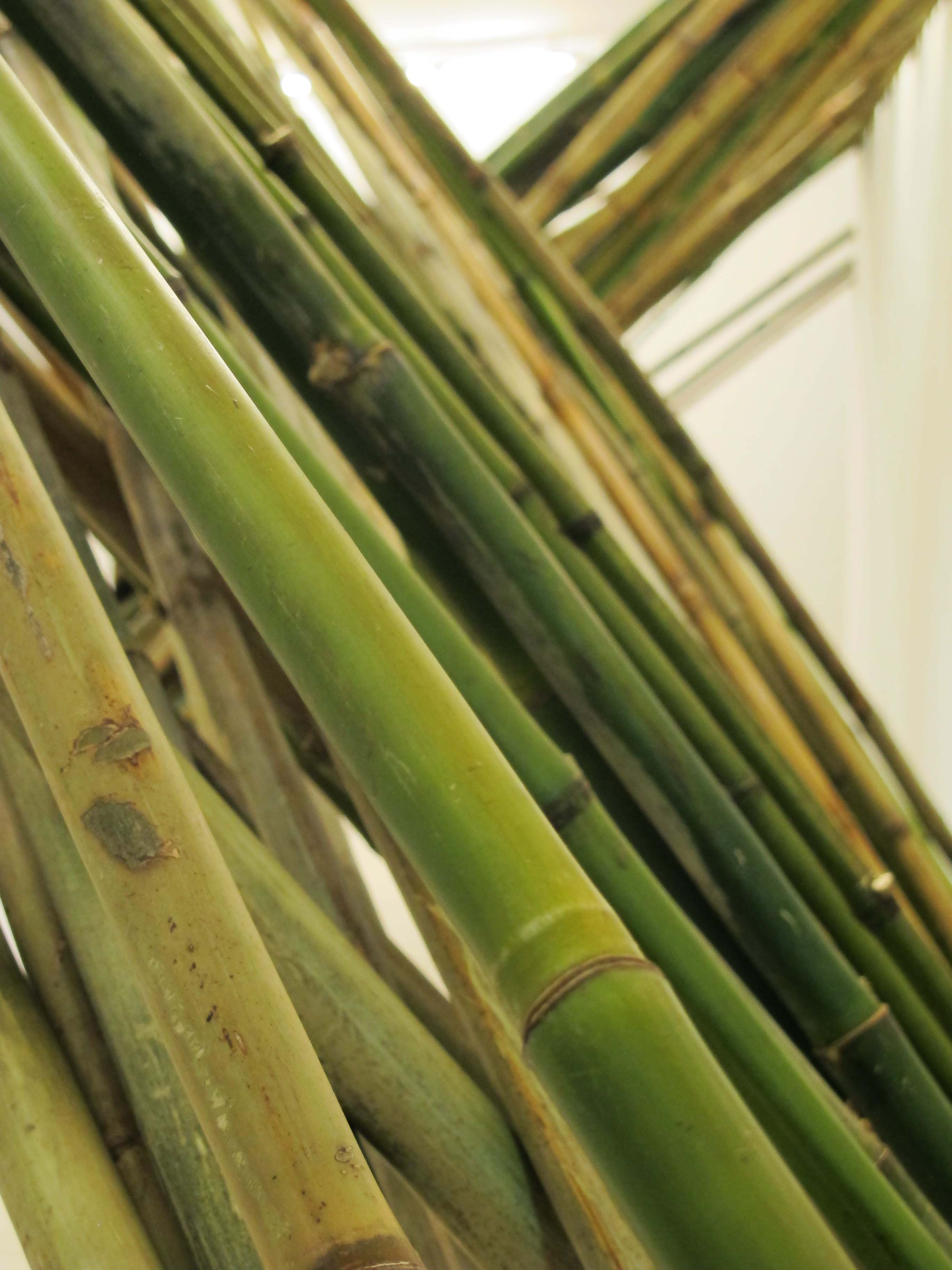 Bolsa de arte | O Paralelo